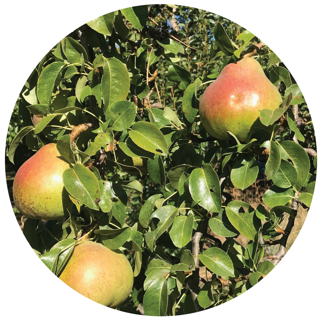 We Want to Hear From You! - Rogue Valley Food System Network